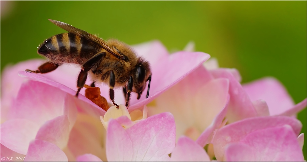 ° Bienchen & Blümchen ° Foto & Bild | tiere, wildlife, insekten Bilder ...