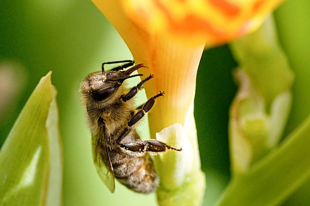 Bienchen Foto & Bild | tiere, wildlife, insekten Bilder auf fotocommunity