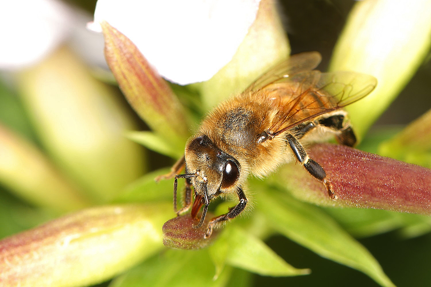 Bienchen Foto & Bild | bienen, fotos, makro Bilder auf fotocommunity