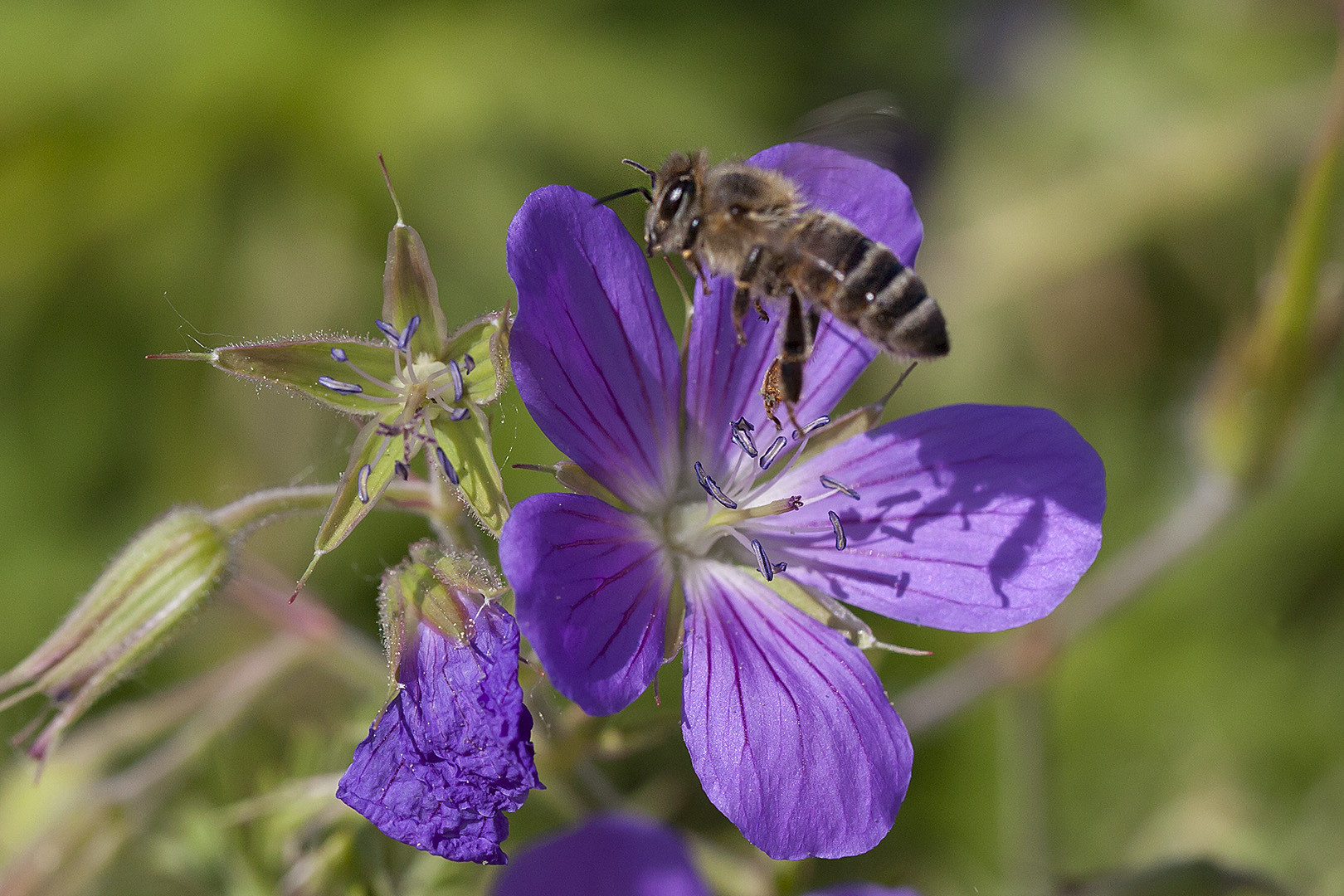 Bienchen Foto & Bild | tiere, wildlife, insekten Bilder auf fotocommunity