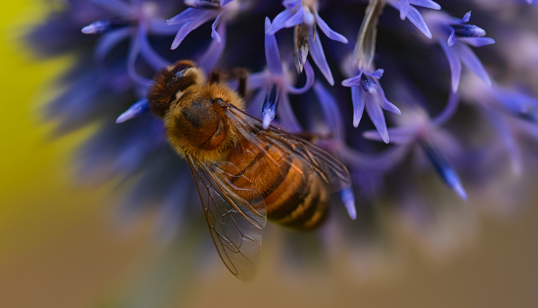 Bienchen Foto & Bild | sommer, natur, landschaft Bilder auf fotocommunity