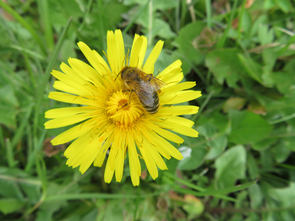 Bienchen Foto & Bild | insekten, natur, tiere Bilder auf fotocommunity