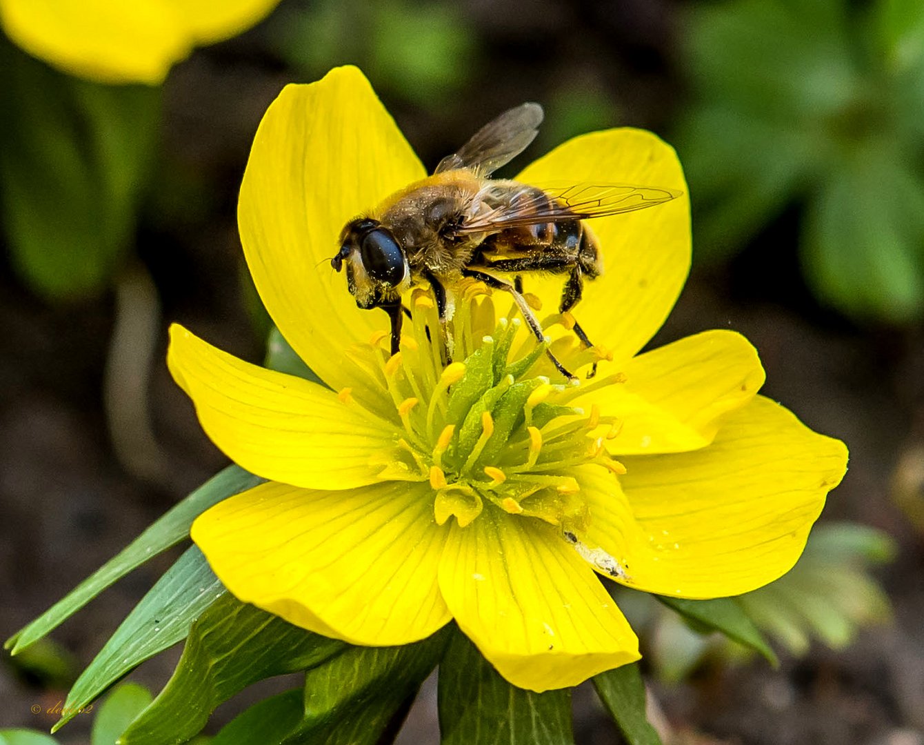 Bienchen... Foto & Bild | tiere, wildlife, insekten Bilder auf ...