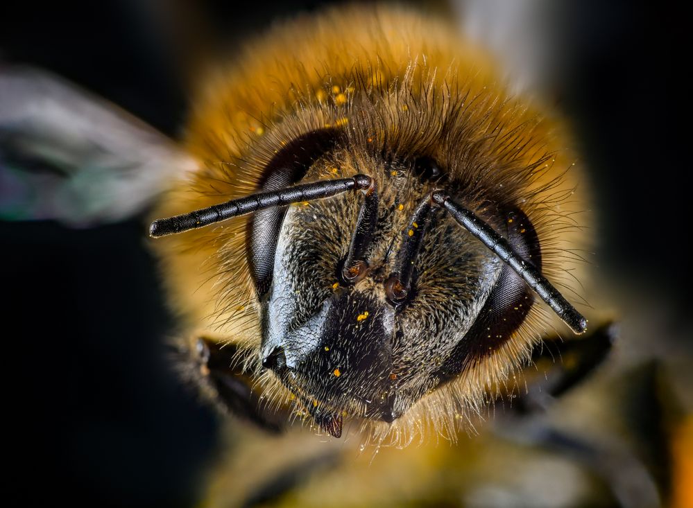Bienchen I Foto & Bild | tiere, tierdetails, stacking Bilder auf ...