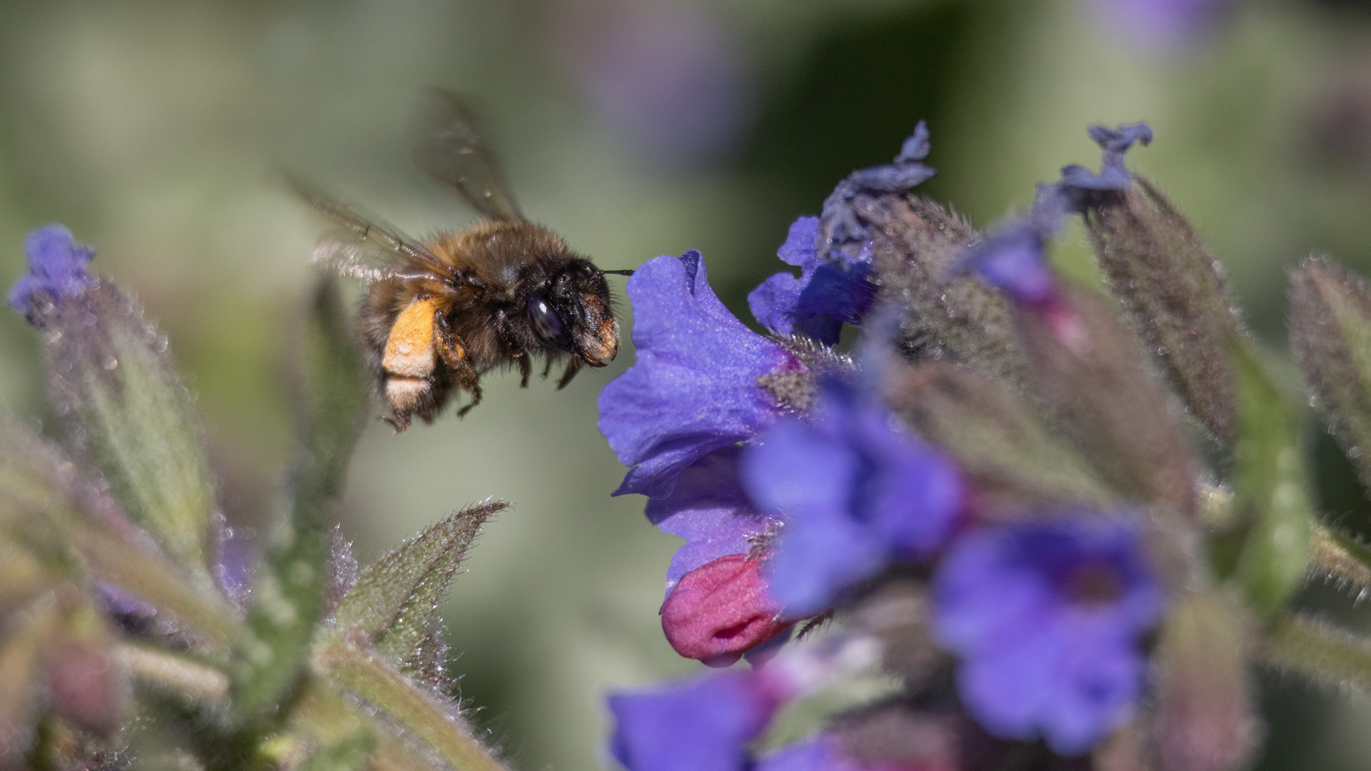 bienchen I Foto & Bild | tiere, wildlife, insekten Bilder auf fotocommunity