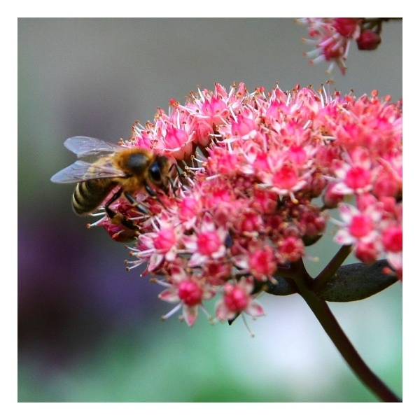 bienchen II Foto & Bild | natur - tierchen Bilder auf fotocommunity