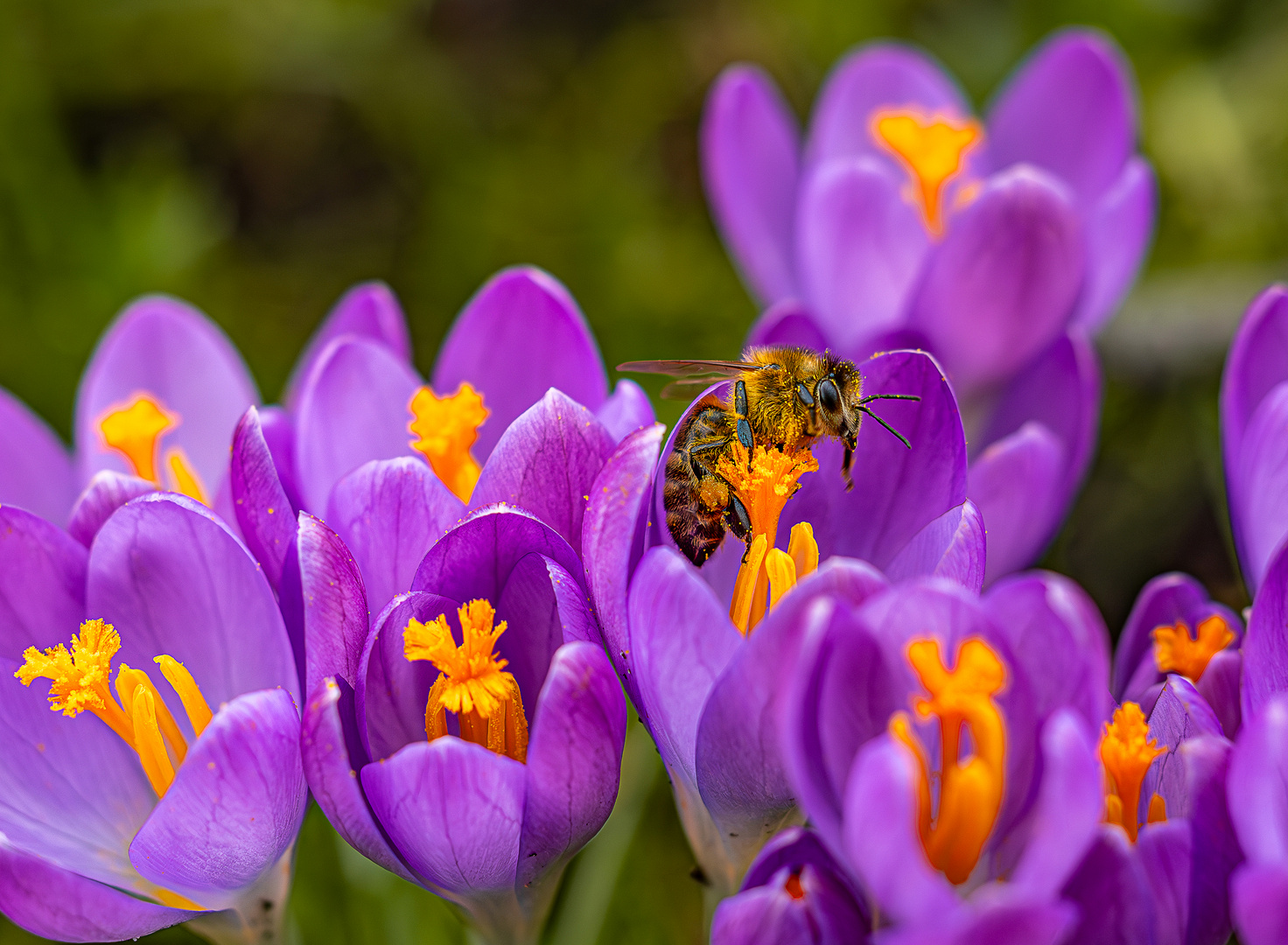 Bienchen im Blütenparadies Foto & Bild | tiere, wildlife, insekten ...