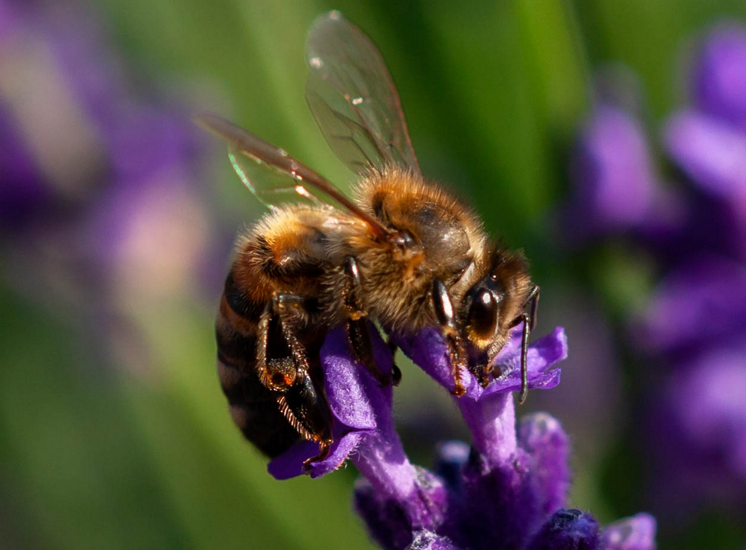 Bienchen summ herum 2 Foto & Bild | tiere, wildlife, insekten Bilder ...