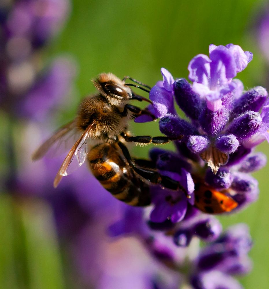 Bienchen summ herum 3 Foto & Bild | fotos, natur, pflanzen Bilder auf ...