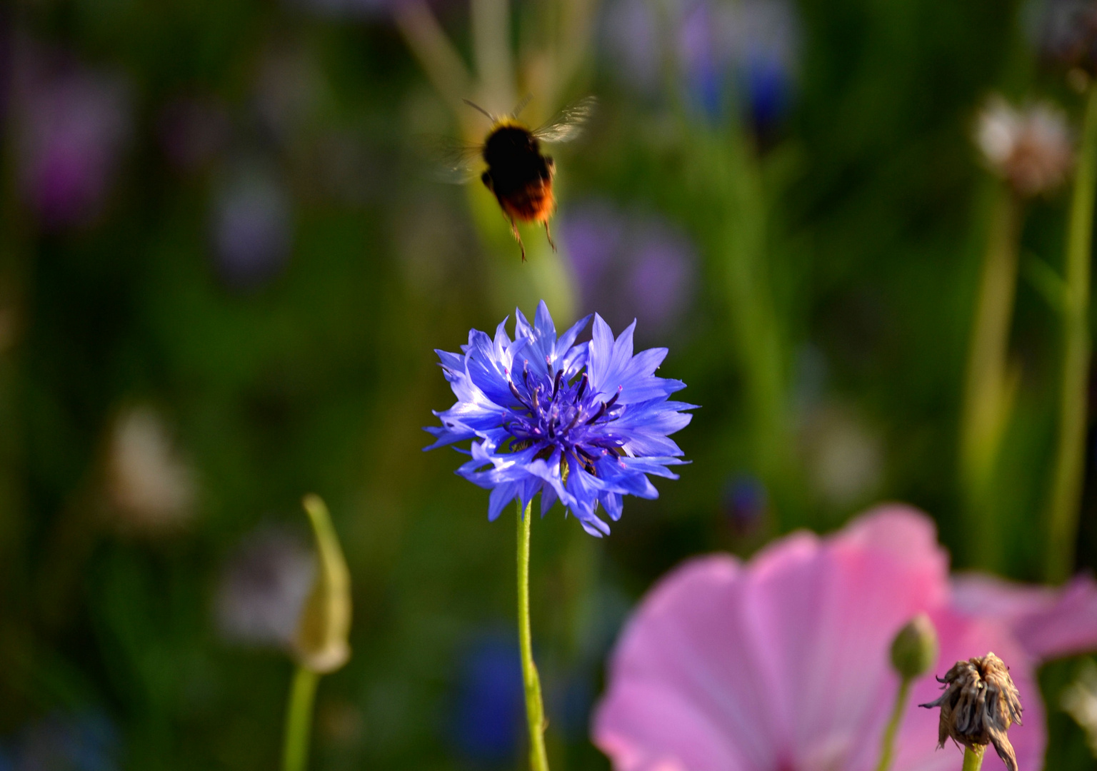 Bienchen und Blümchen Foto & Bild | jahreszeiten, frühling, natur ...
