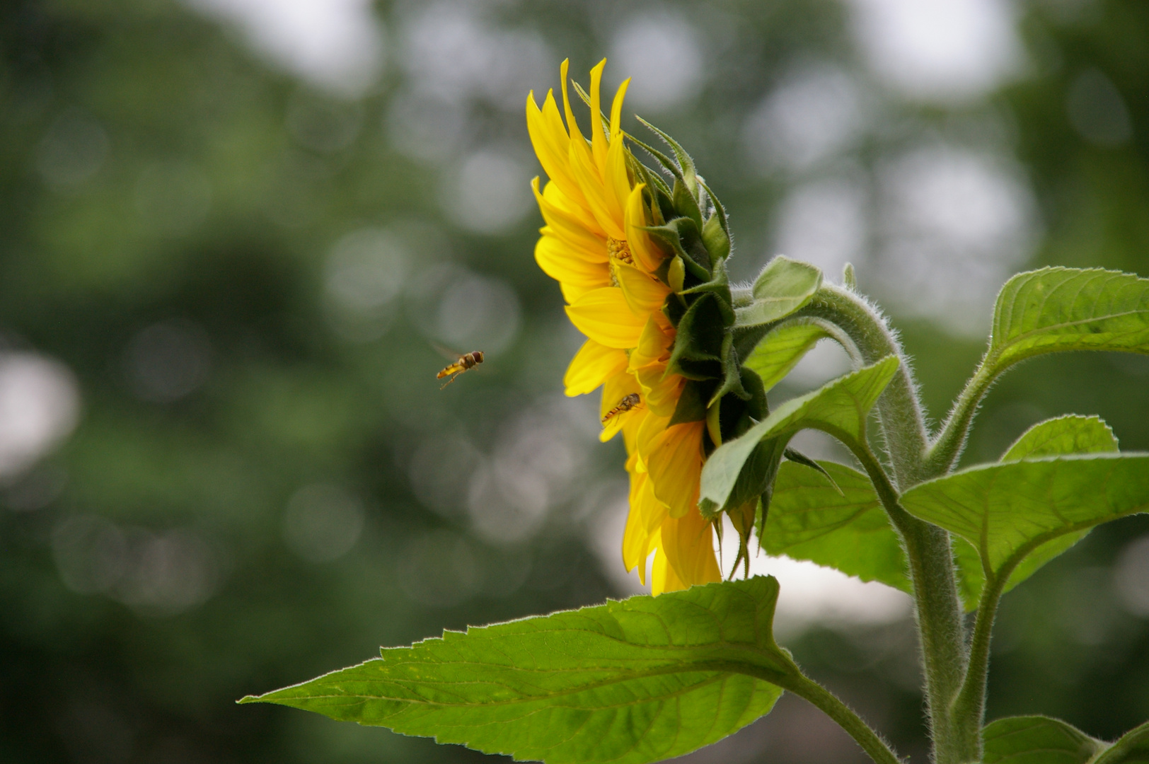 Bienchen und Blümchen Foto & Bild | tiere, wildlife, insekten Bilder ...