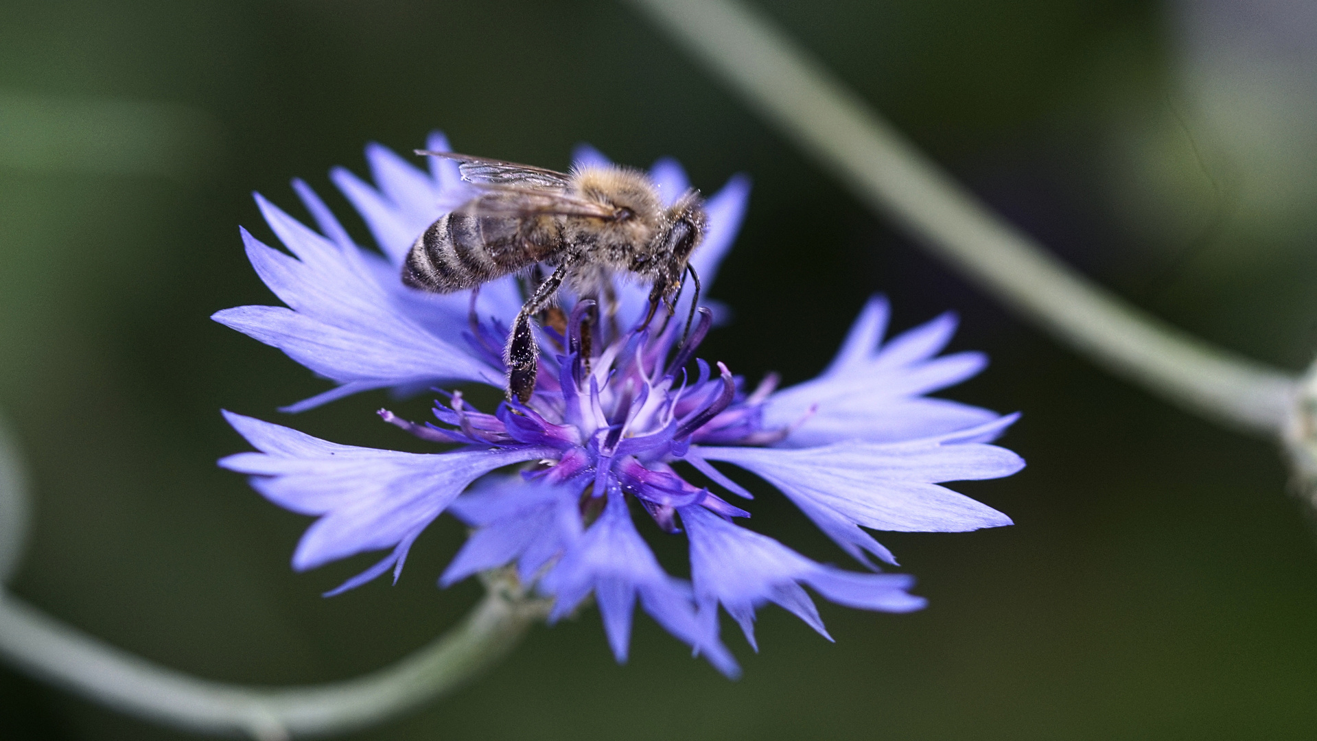 Bienchen und Blümchen Foto & Bild | tiere, wildlife, insekten Bilder ...