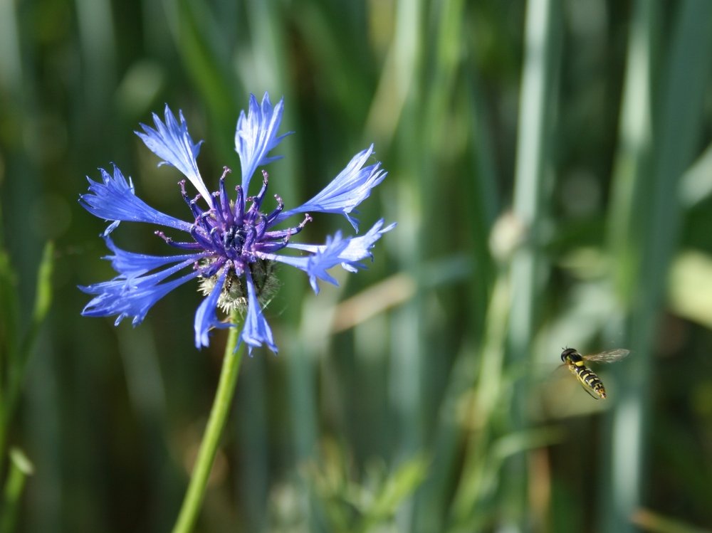 Bienchen und Blümchen Foto & Bild | archiv projekte naturchannel ...