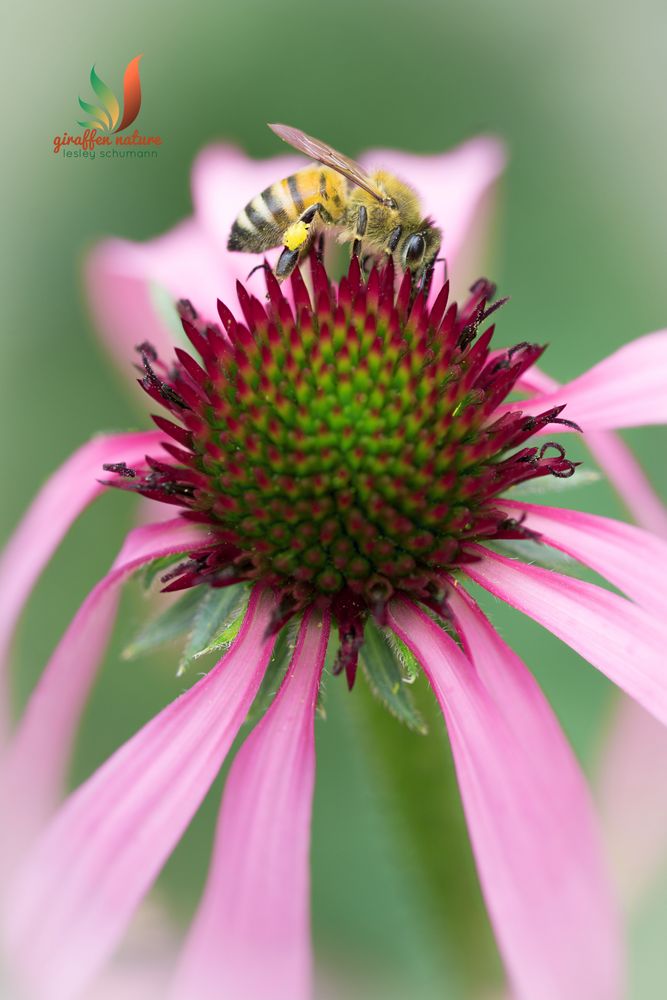 Bienchen und Blümchen Foto & Bild | nikon, outdoor, natur Bilder auf ...
