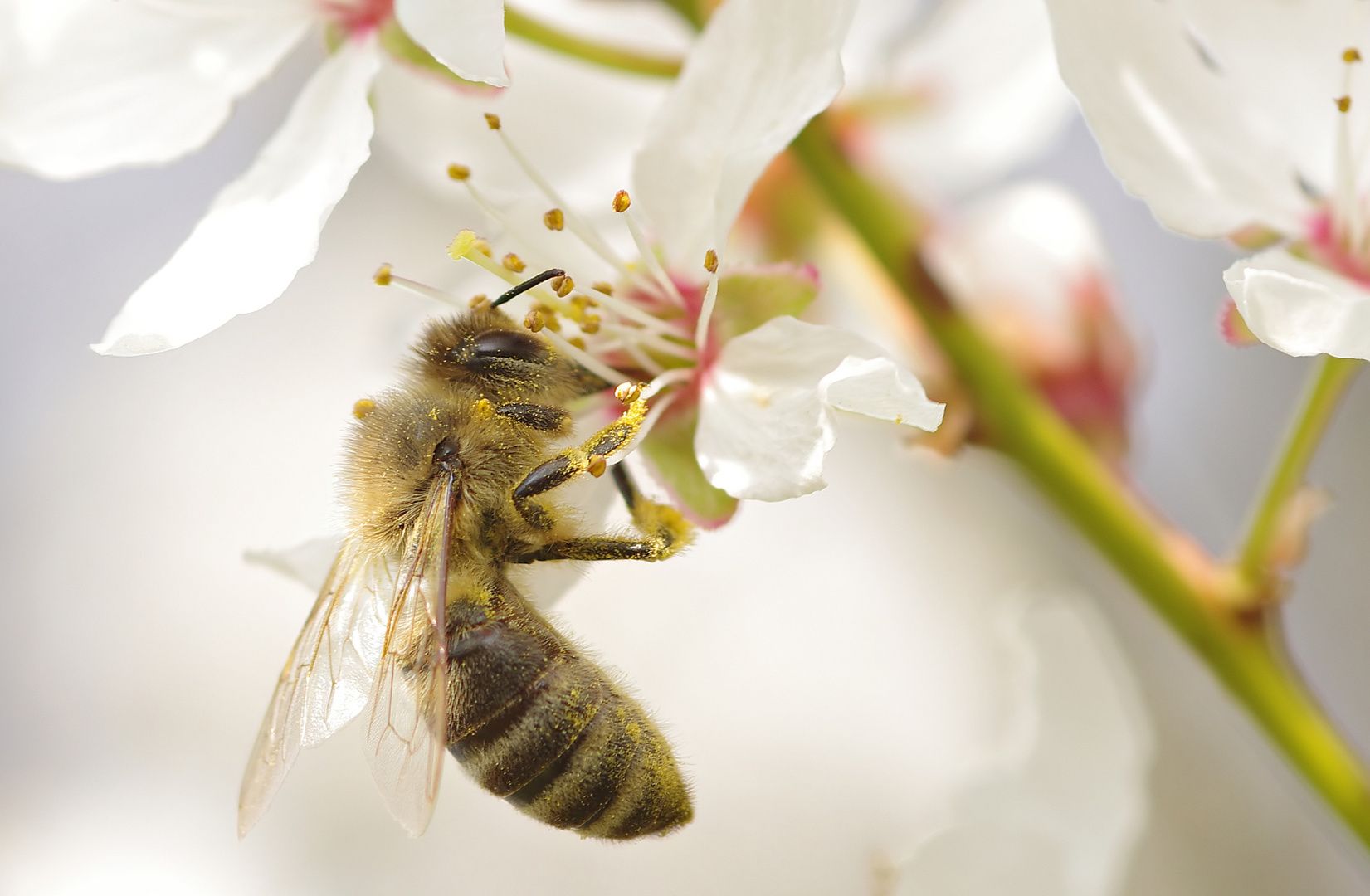 Bienchen und Blümchen Foto & Bild | makro, frühling, natur Bilder auf ...