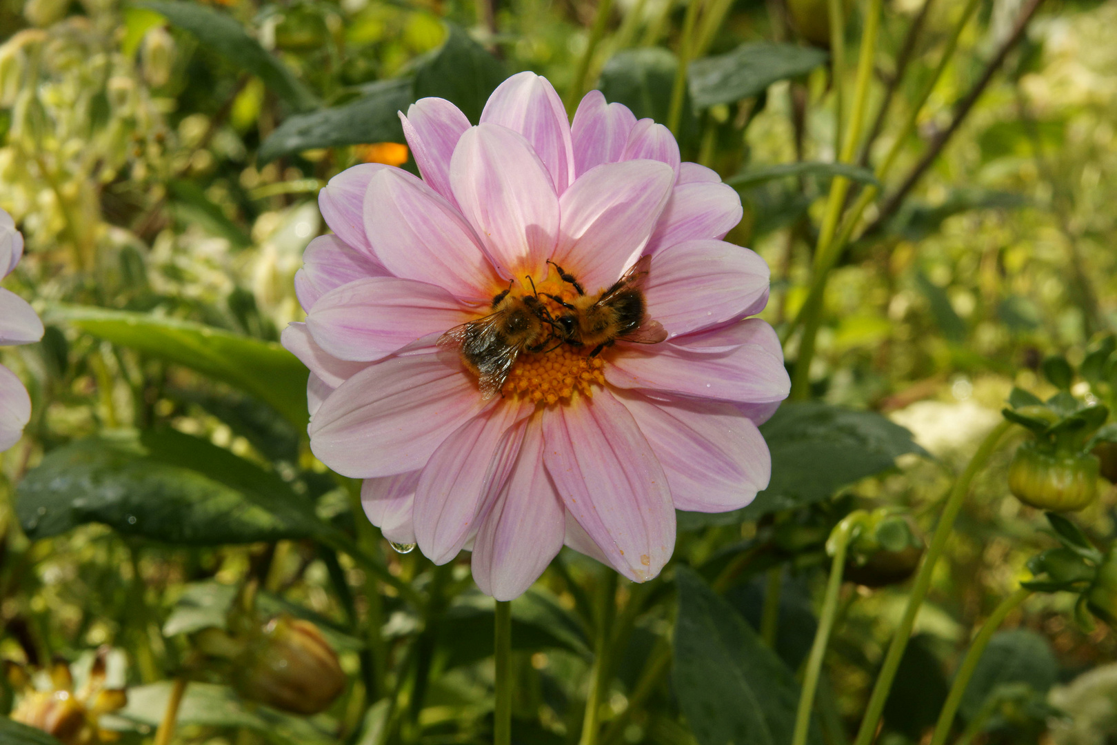 Bienchen und Blümchen Foto & Bild | pflanzen, pilze & flechten, blüten ...