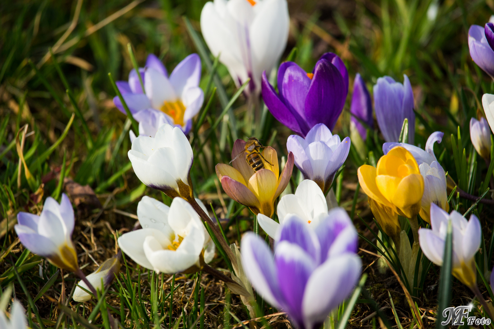 Bienchen und Blümchen Foto & Bild | pflanzen, pilze & flechten, blüten ...