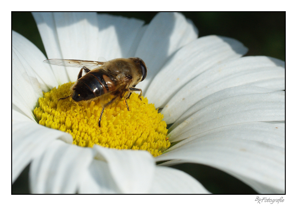 Bienchen und Blümchen... da war doch was ? Foto & Bild | pflanzen ...