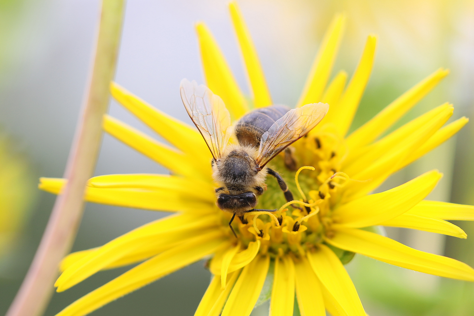 Bienchen und Blümchen eben... Foto & Bild | natur, insekten, tiere ...