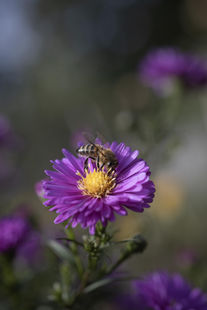 Bienchen und Blümchen (f/4) Foto & Bild | tiere, wildlife, insekten ...