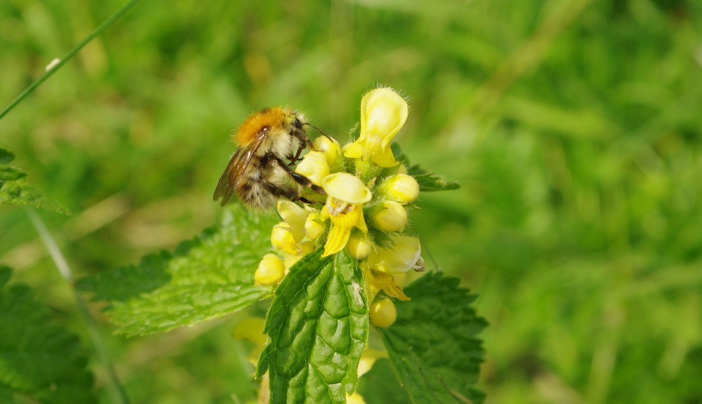 Bienchen und Blümchen haben Spass miteinander ;-) Foto & Bild | tiere ...