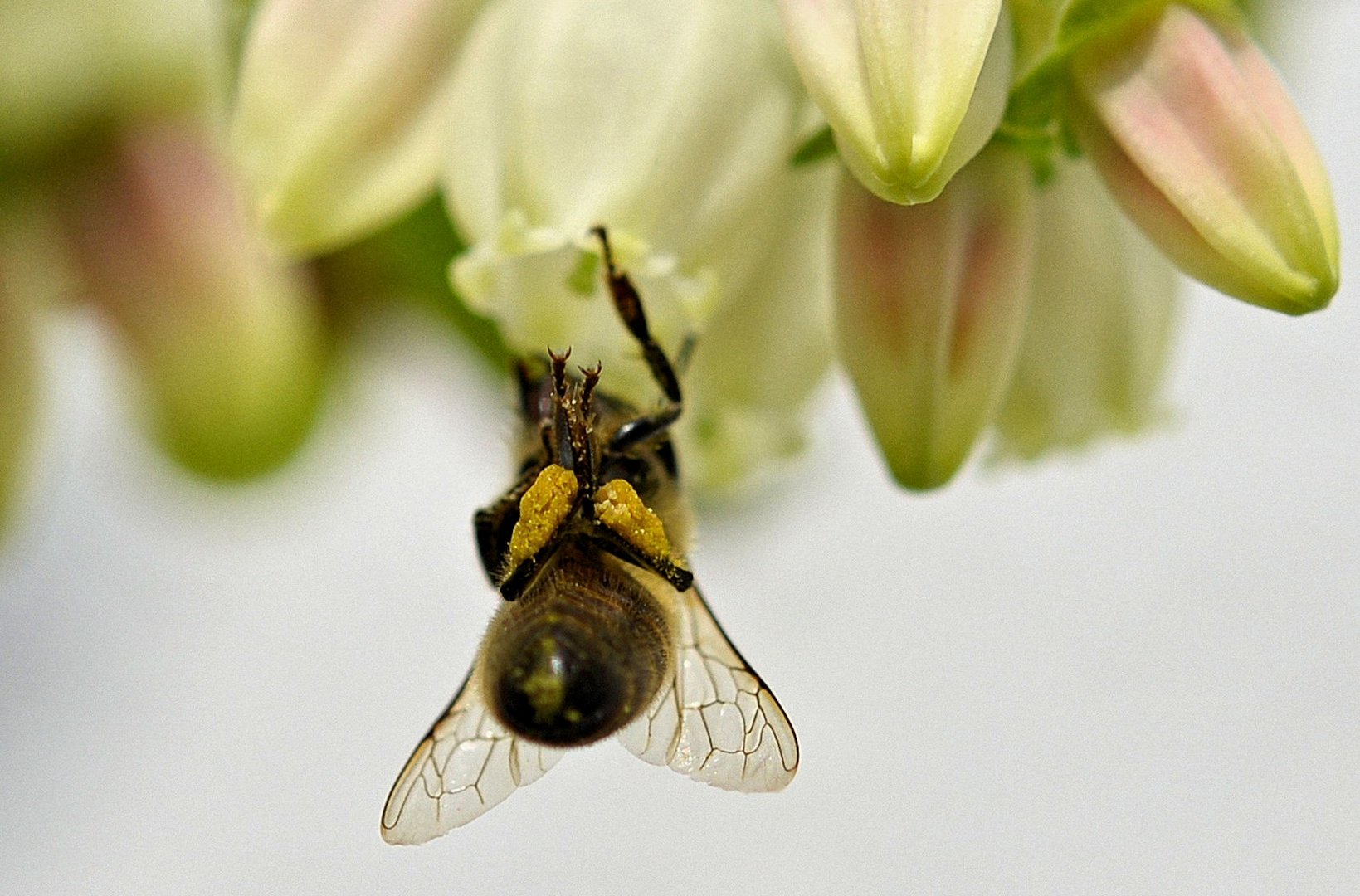 Bienchen_6 Foto & Bild | tiere, wildlife, insekten Bilder auf fotocommunity