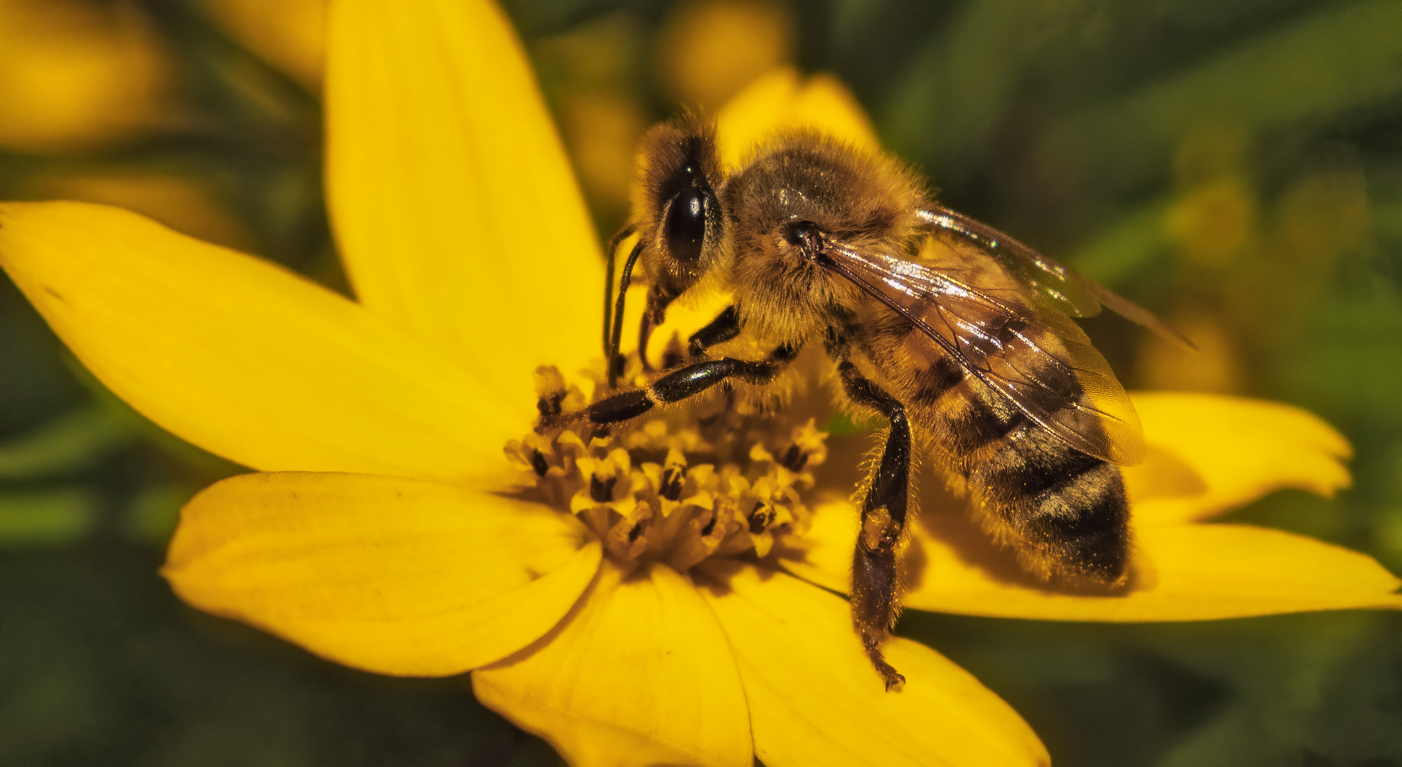 Biene 001 Foto & Bild | jahreszeiten, sommer, makro Bilder auf ...