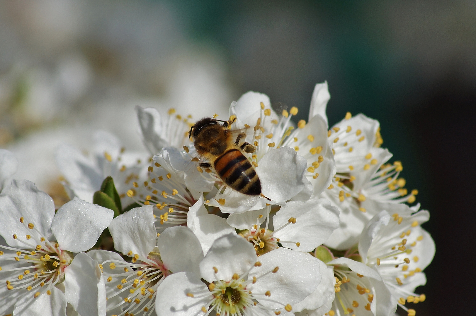 biene 071 Foto & Bild | honigbiene pflaumen blüten Bilder auf fotocommunity