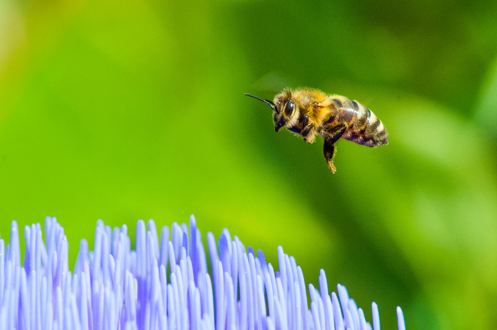 Biene Foto & Bild | natur, insekten, tiere Bilder auf fotocommunity