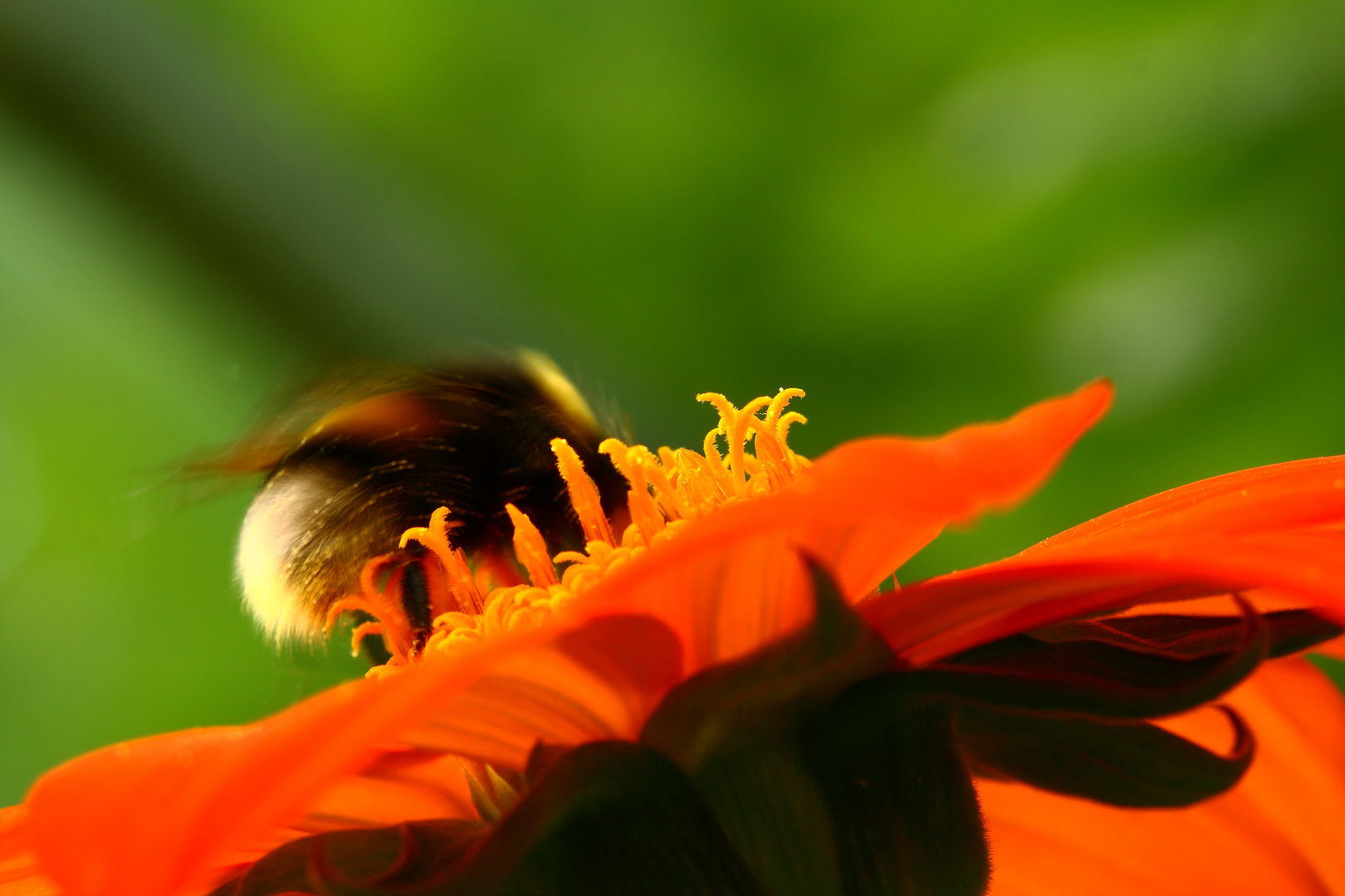 Biene Foto & Bild | tiere, natur Bilder auf fotocommunity