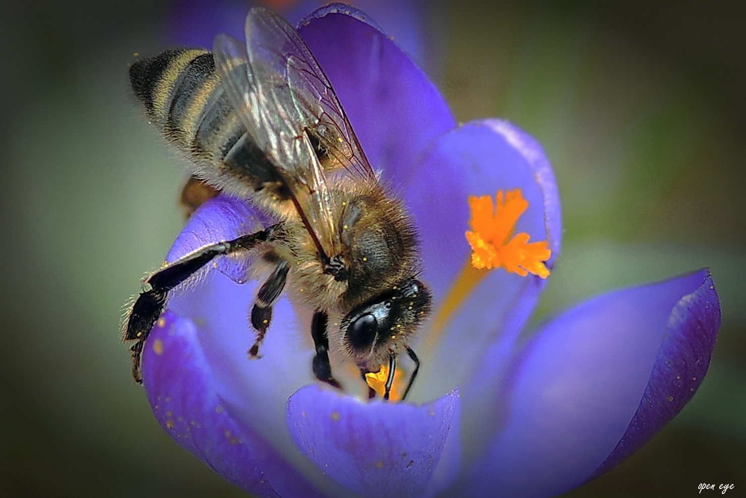 Biene Foto & Bild | world, outdoor, makro Bilder auf fotocommunity