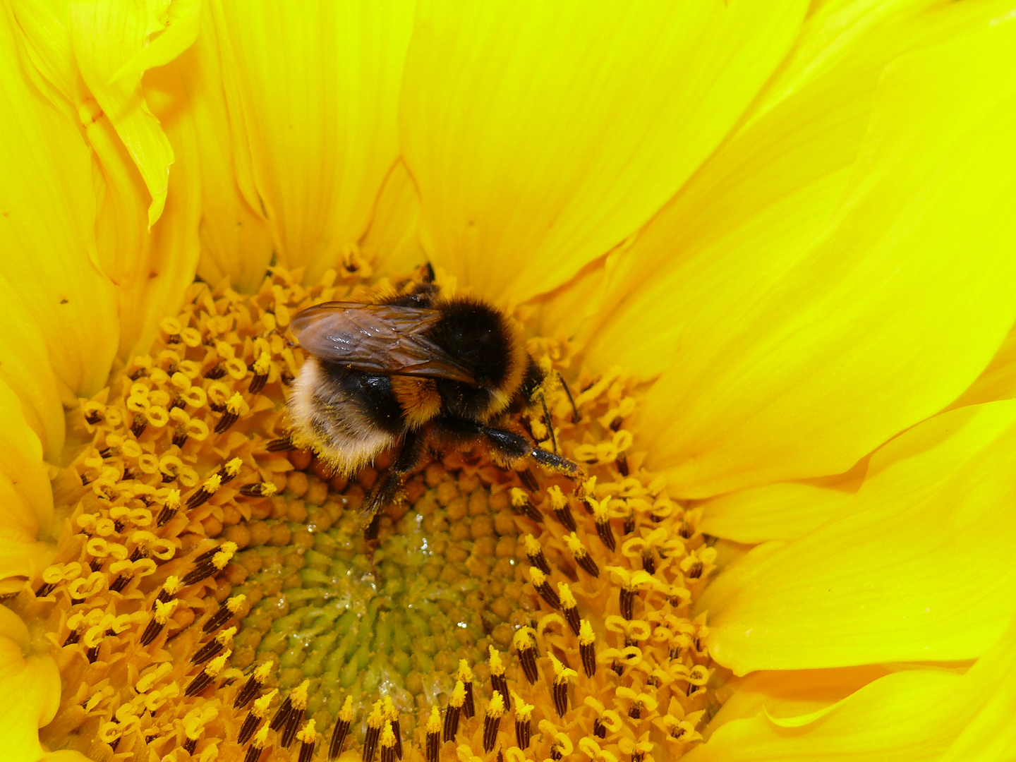 Biene Foto & Bild | tiere, tierdetails, biene Bilder auf fotocommunity