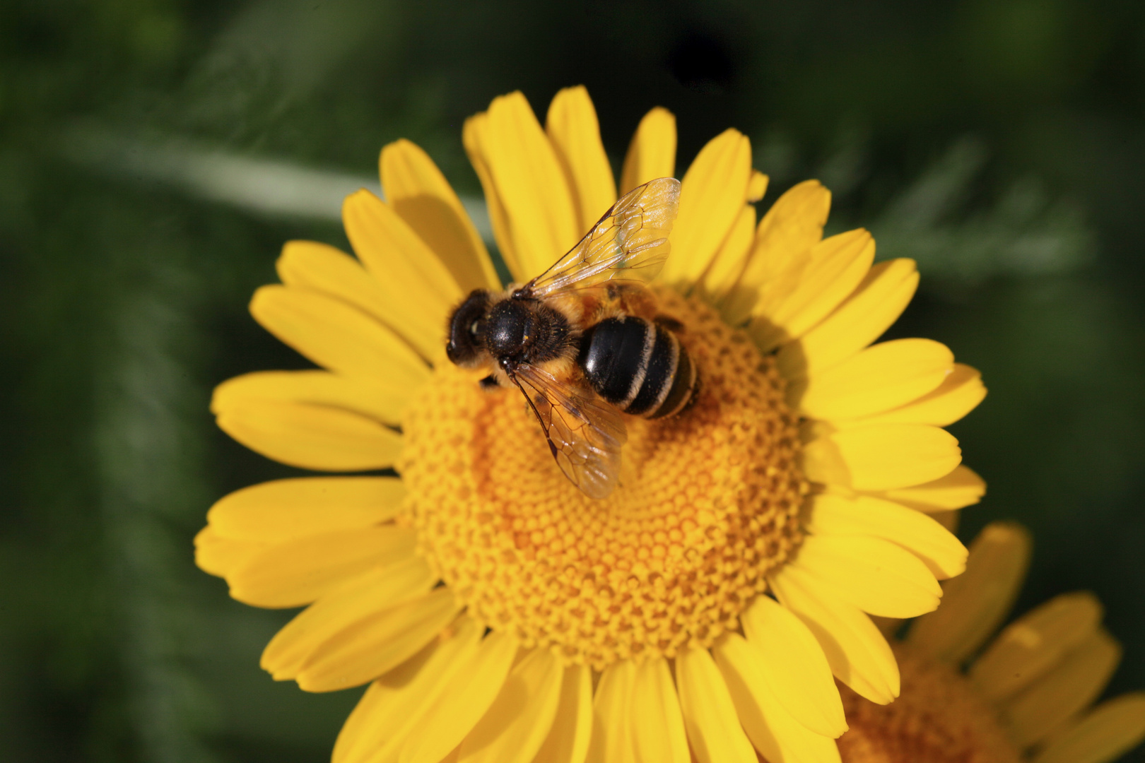 Biene ? Foto & Bild | blume, blüten, insekten Bilder auf fotocommunity