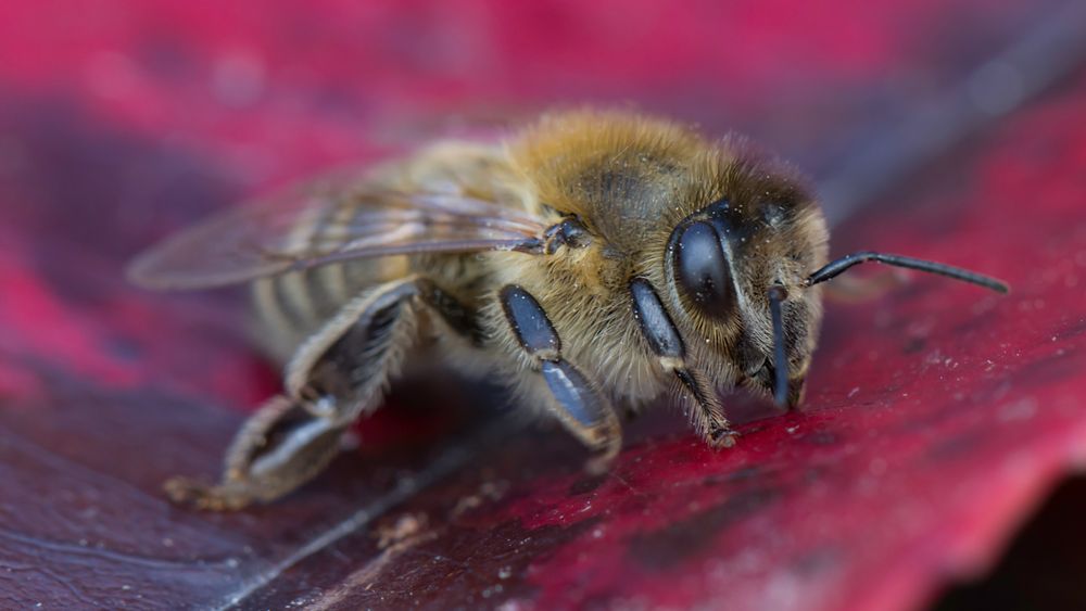 Biene Foto & Bild | makros, makro, natur Bilder auf fotocommunity