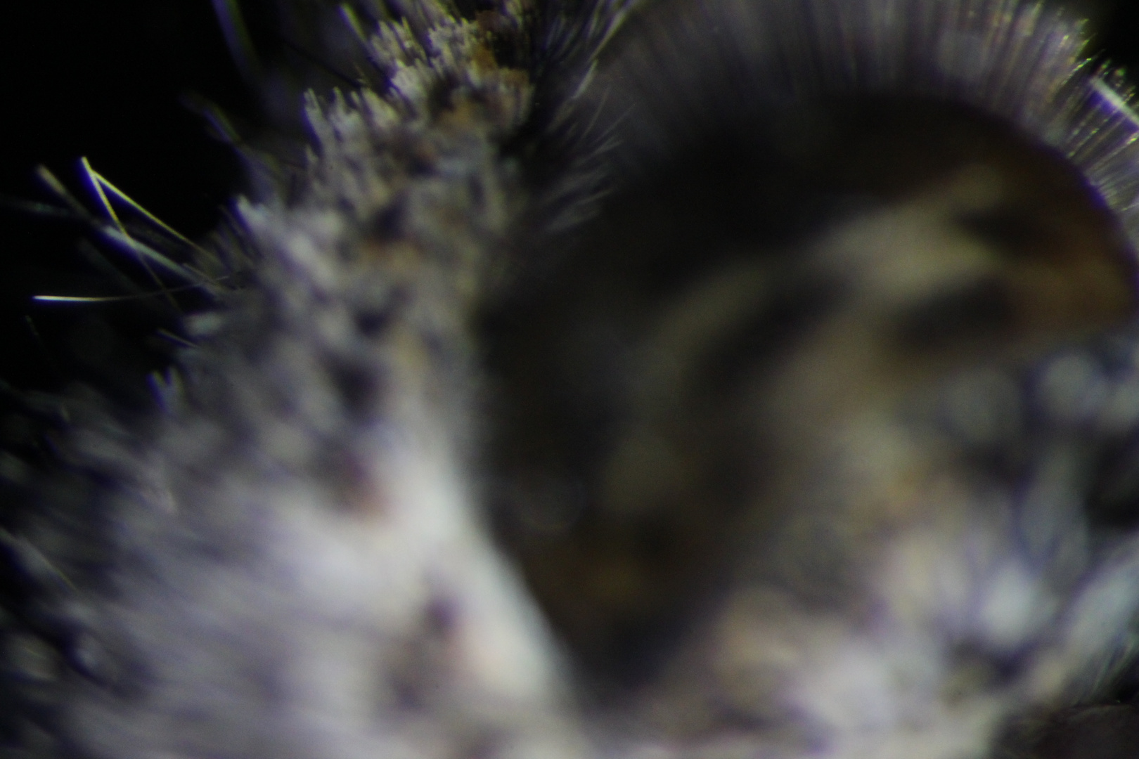 Biene Foto & Bild | mikrofotografie Bilder auf fotocommunity