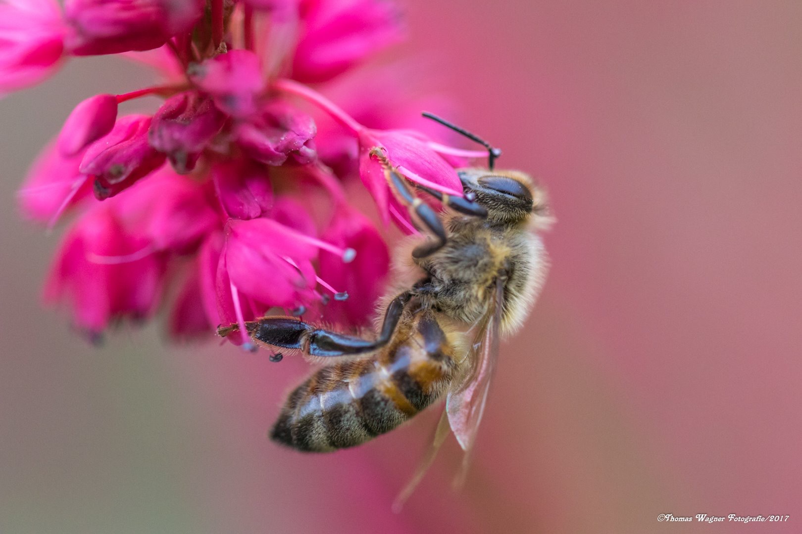 Biene Foto & Bild | canon, makro, natur Bilder auf fotocommunity