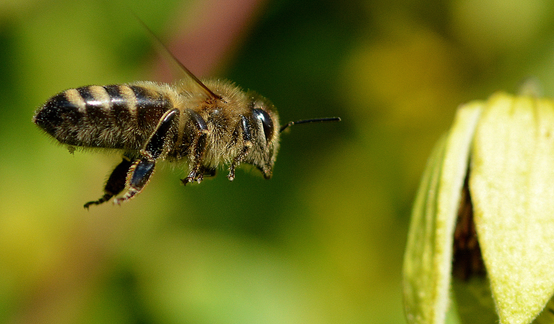 biene Foto & Bild | tiere, wildlife, insekten Bilder auf fotocommunity