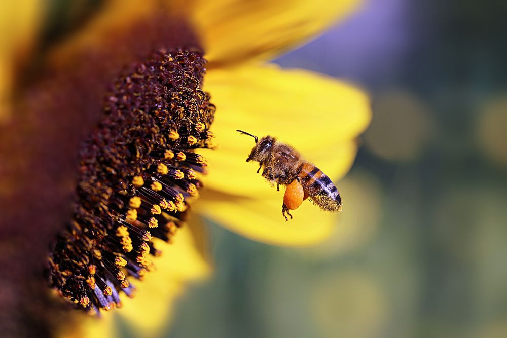 Biene Foto & Bild | natur, insekten, motive Bilder auf fotocommunity
