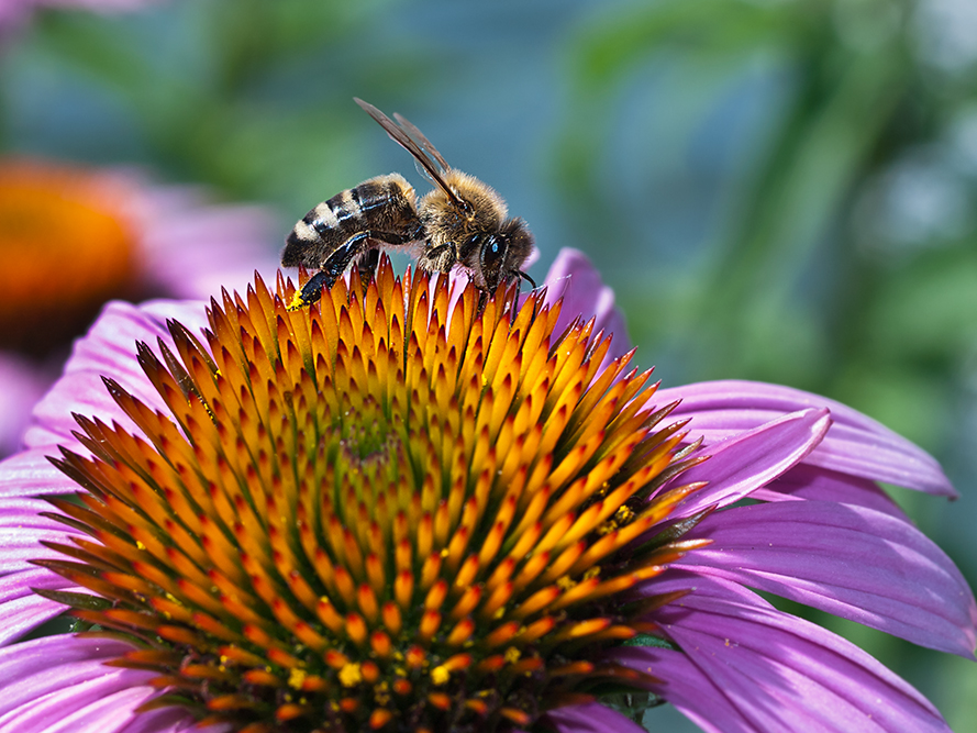 Biene-5 Foto & Bild | natur-makros, natur-kreativ, aufnahmetechniken ...