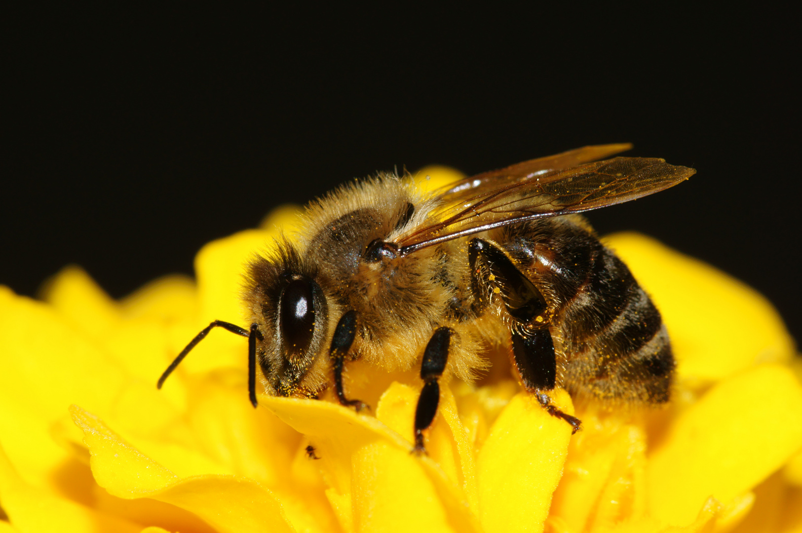 Biene Foto & Bild | tiere, wildlife, insekten Bilder auf fotocommunity