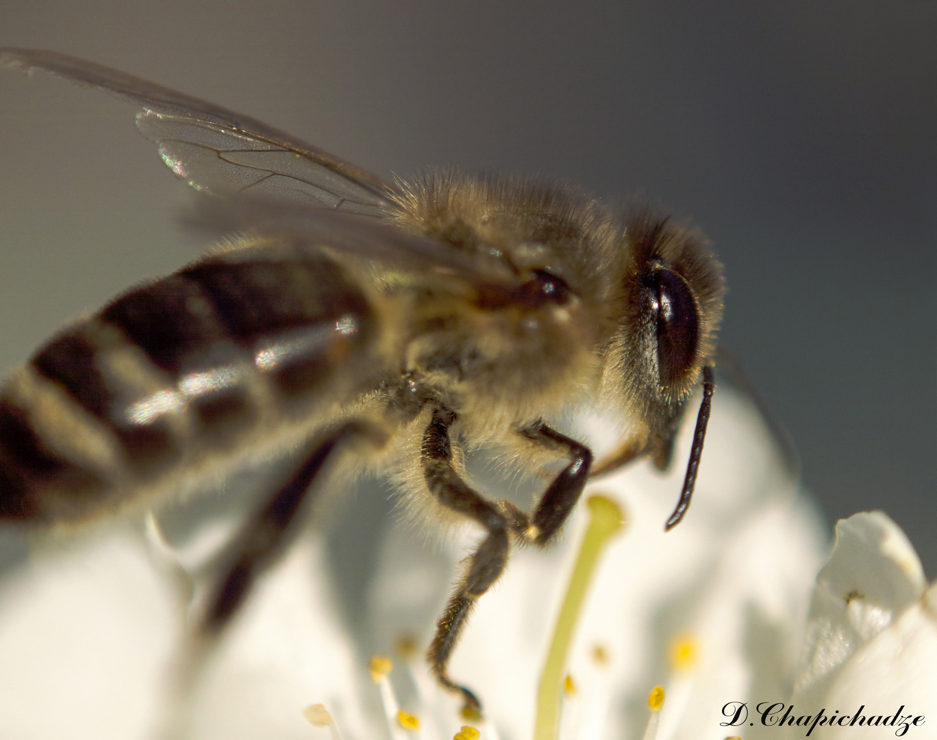 Biene Foto & Bild | tiere, tierdetails, biene Bilder auf fotocommunity