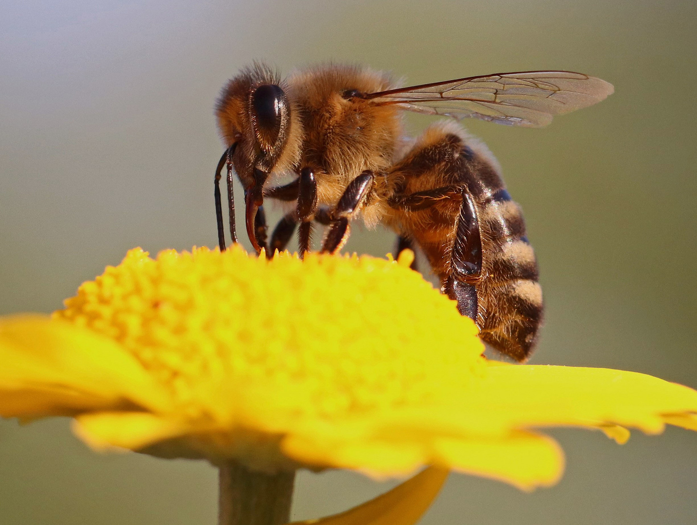 Biene Foto & Bild | tiere, wildlife, insekten Bilder auf fotocommunity
