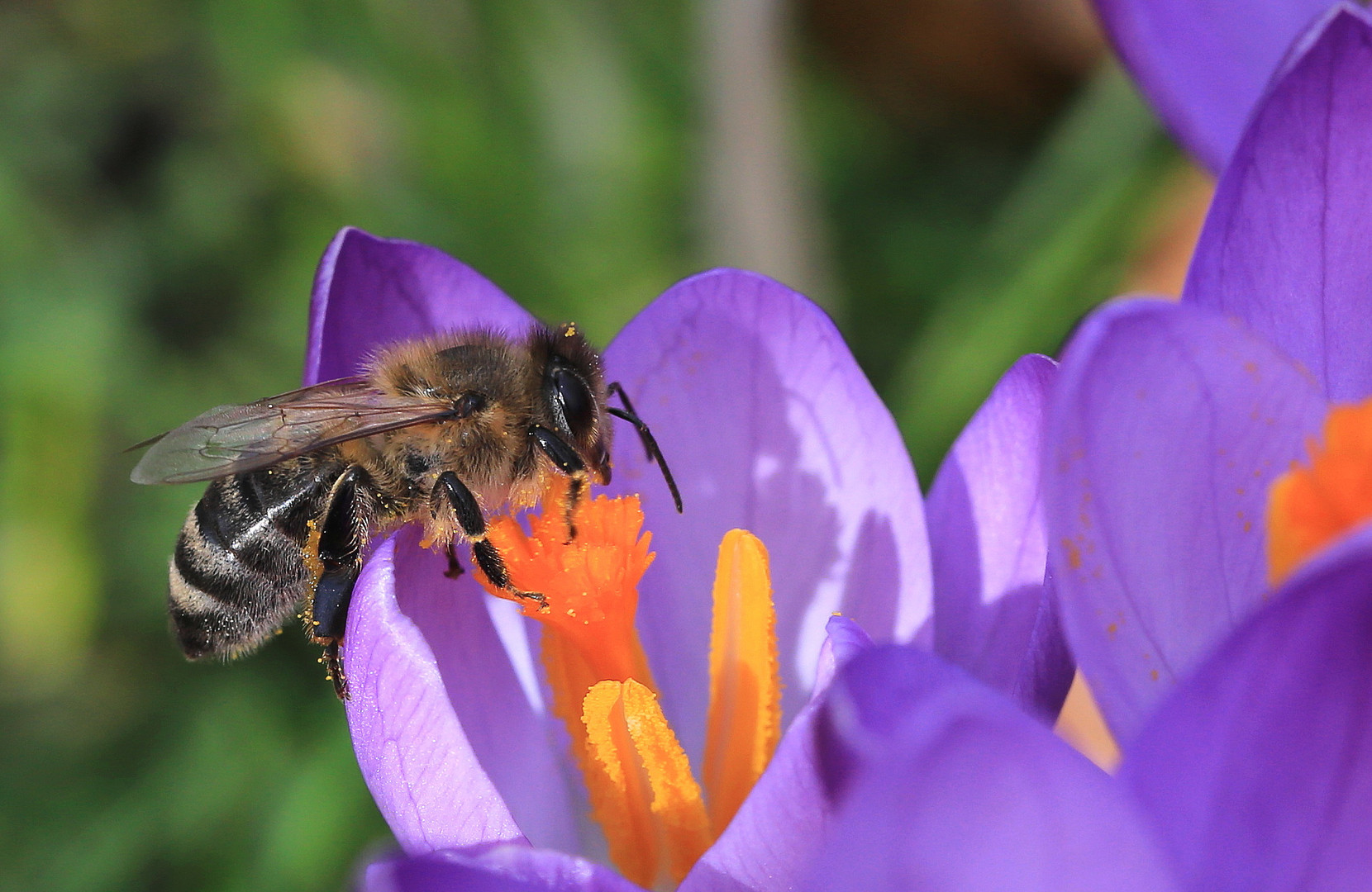 biene Foto & Bild | tiere, wildlife, insekten Bilder auf fotocommunity
