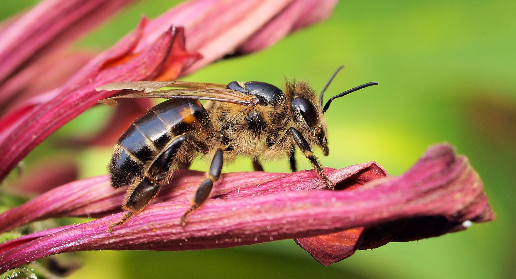 Biene Foto & Bild | tiere, wildlife, insekten Bilder auf fotocommunity