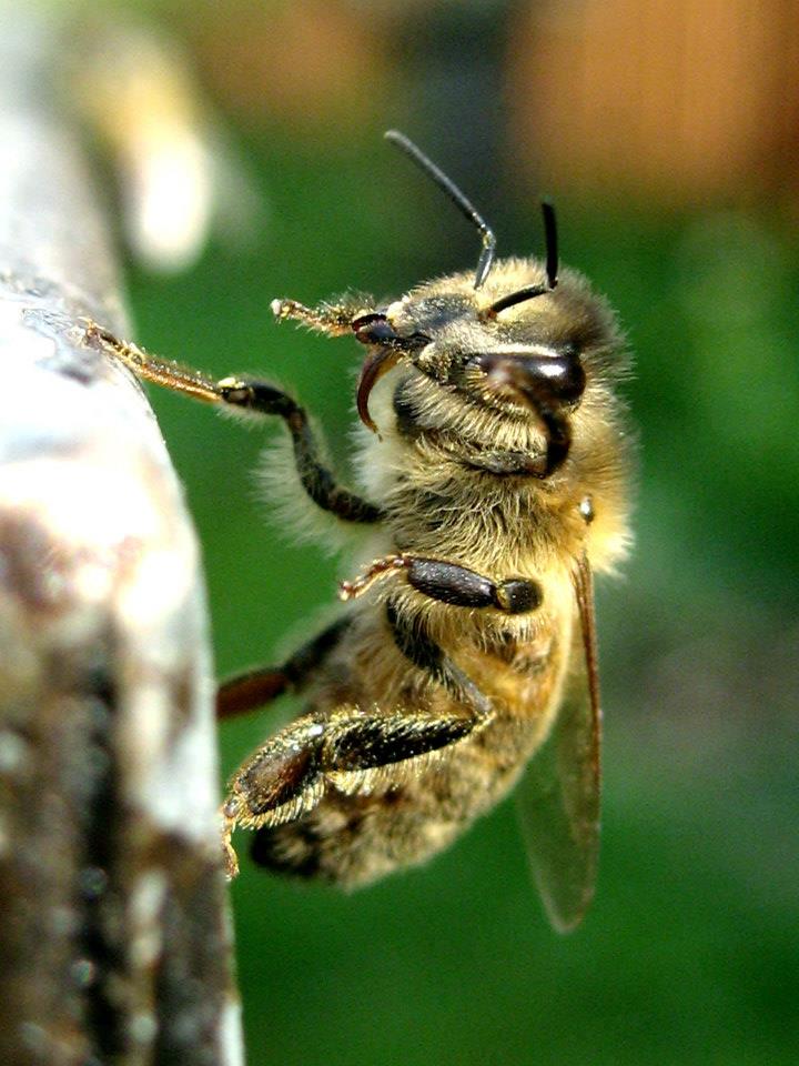 Biene Foto & Bild | makro, natur Bilder auf fotocommunity