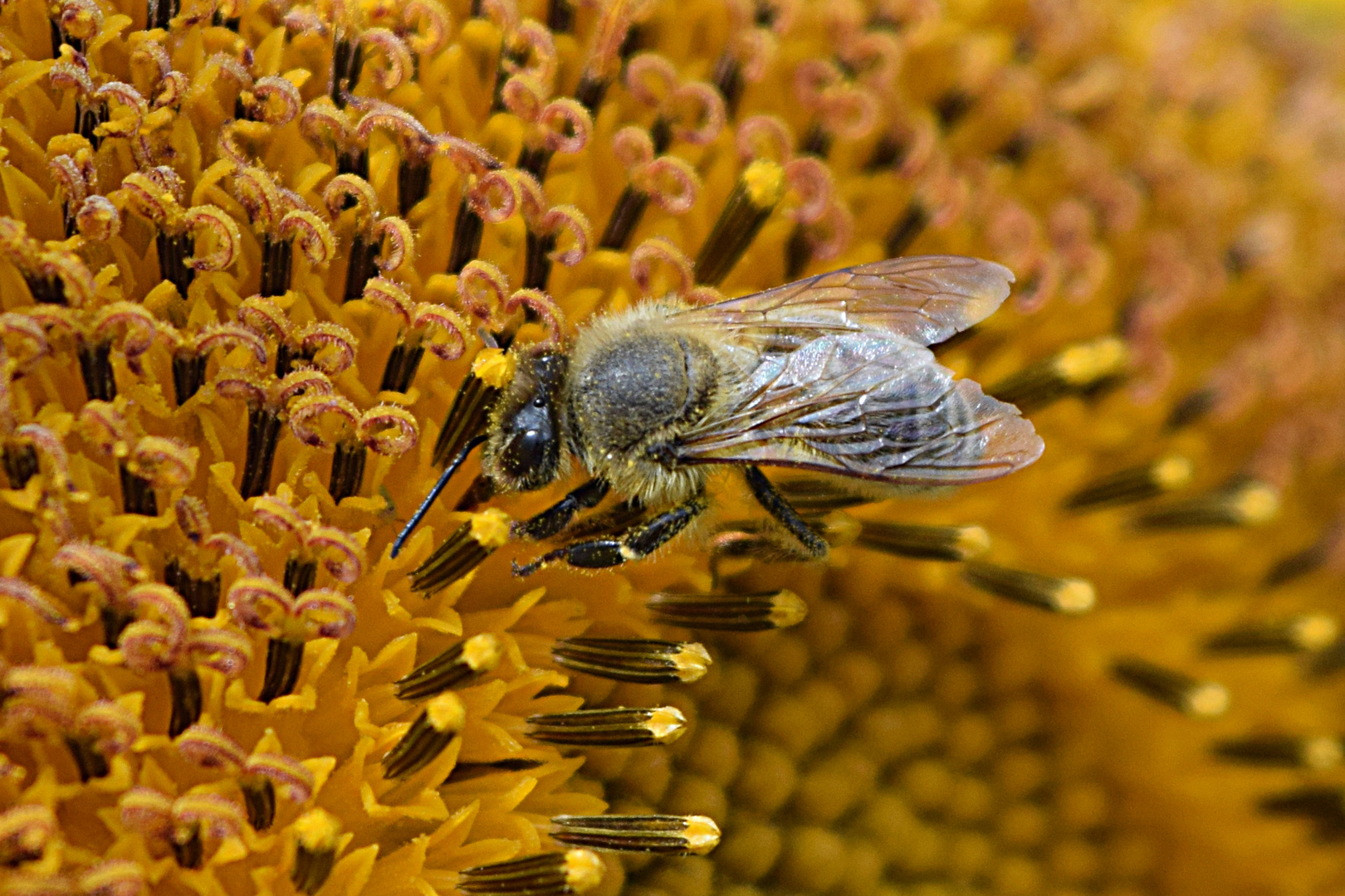 Biene Foto & Bild | tiere, natur, pflanzen Bilder auf fotocommunity