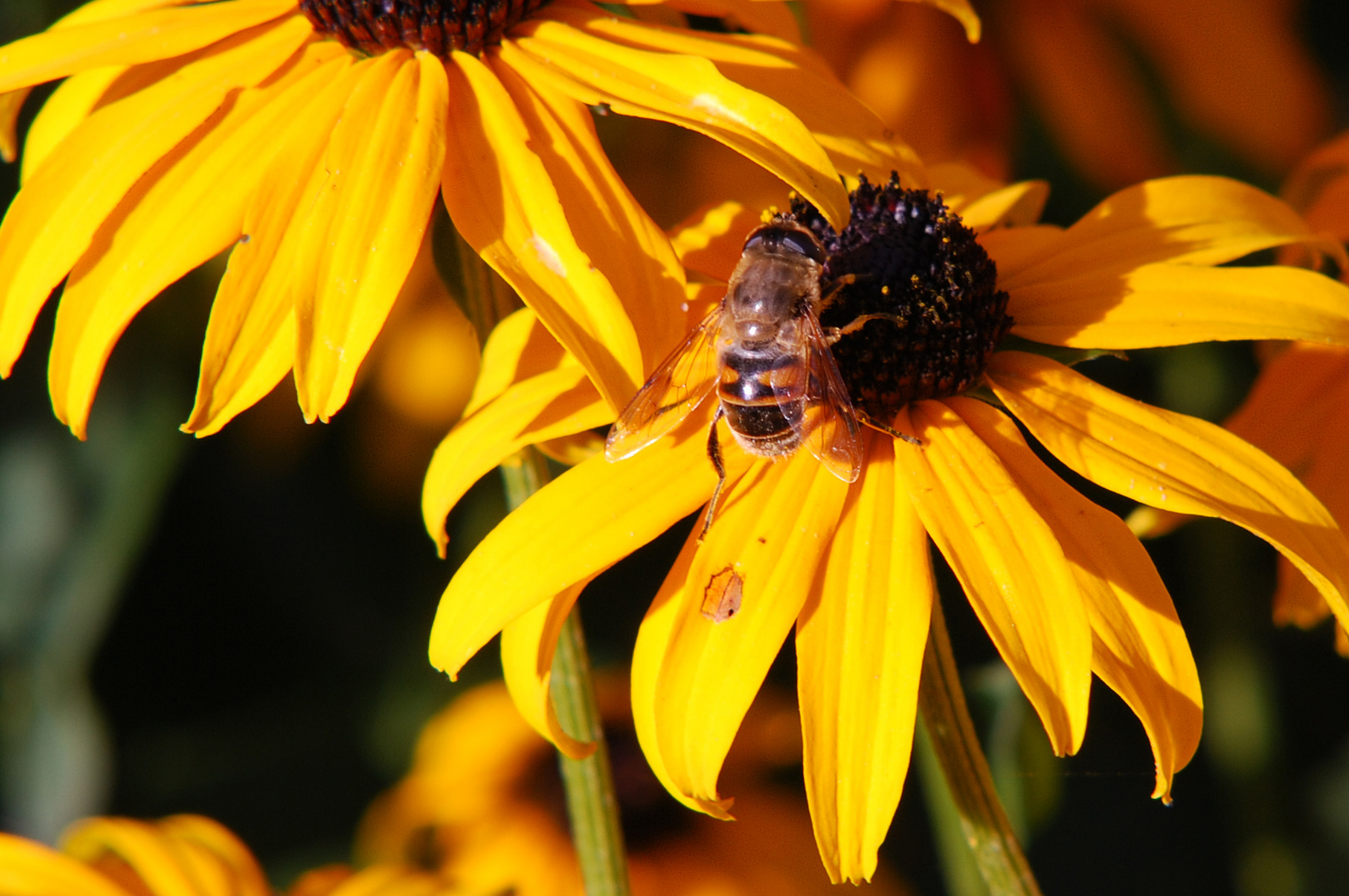 Biene Foto & Bild | natur Bilder auf fotocommunity