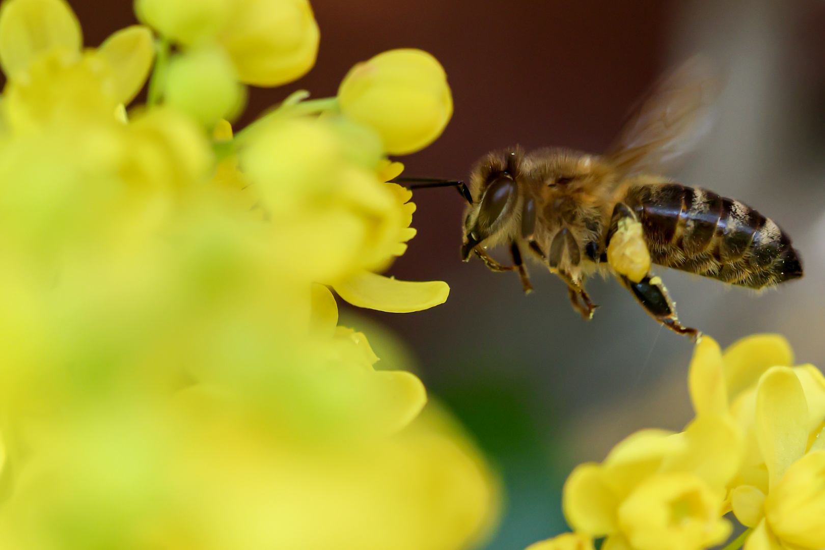 Biene Foto & Bild | nah- & makro, tiere, wildlife Bilder auf fotocommunity