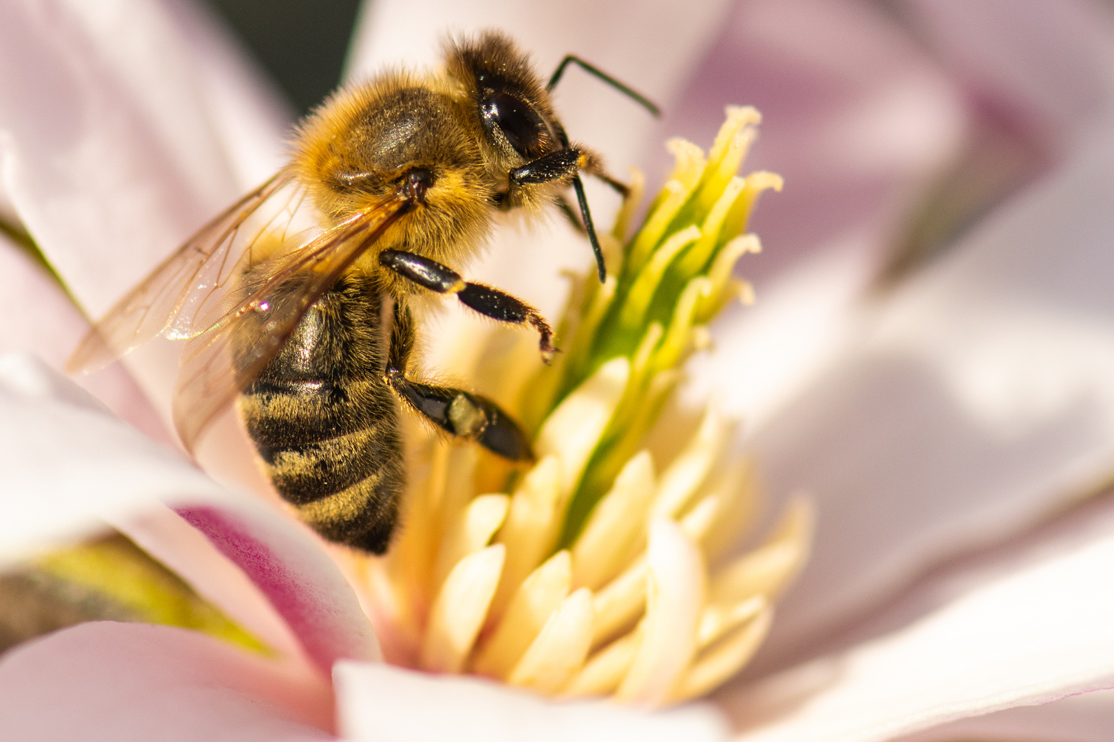 Biene Foto & Bild | tiere, wildlife, insekten Bilder auf fotocommunity