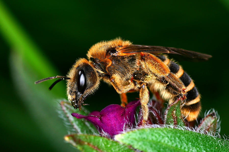 Biene Foto & Bild | tiere, wildlife, insekten Bilder auf fotocommunity